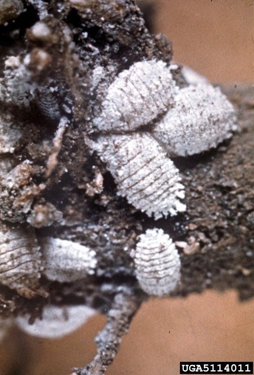 solanum mealybug (Phenacoccus solani Ferris, 1918)