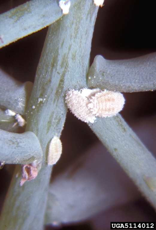 solanum mealybug (Phenacoccus solani)