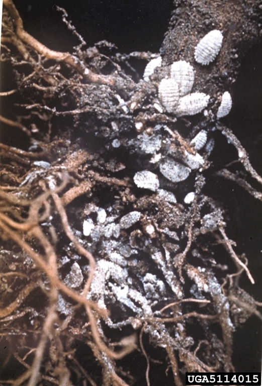 solanum mealybug (Phenacoccus solani Ferris, 1918)