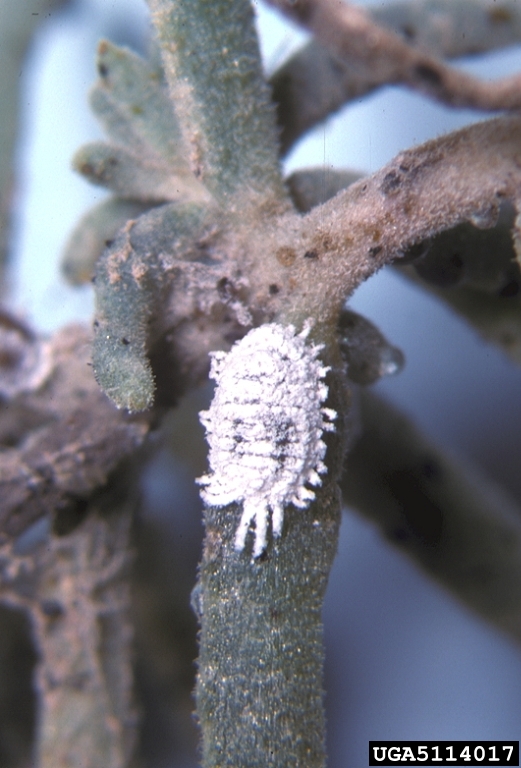mealybug (Phenacoccus solenopsis)