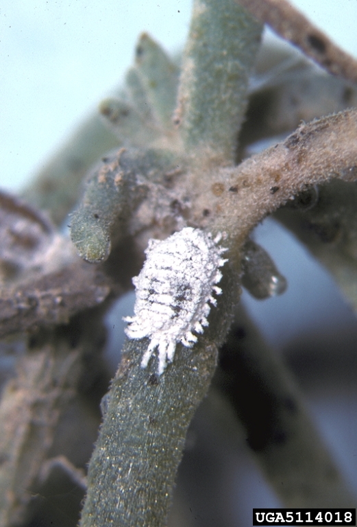 mealybug (Phenacoccus solenopsis Tinsley, 1898)