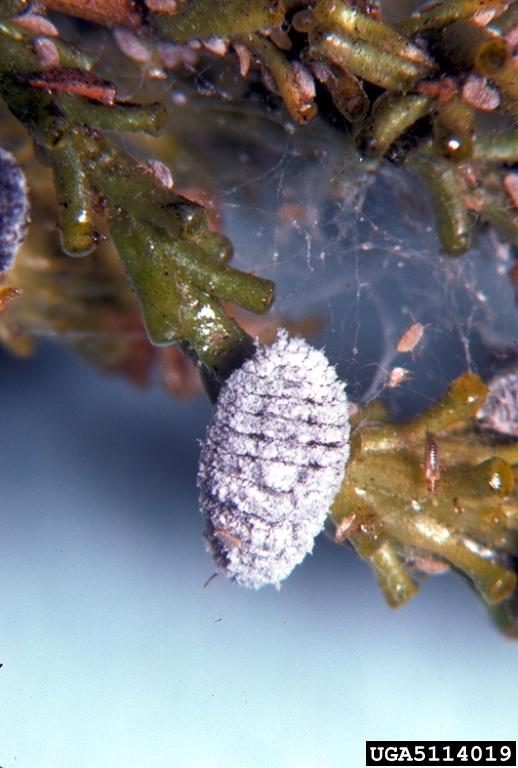 mealybug (Phenacoccus solenopsis Tinsley, 1898)