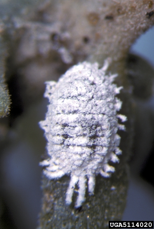mealybug (Phenacoccus solenopsis Tinsley, 1898)