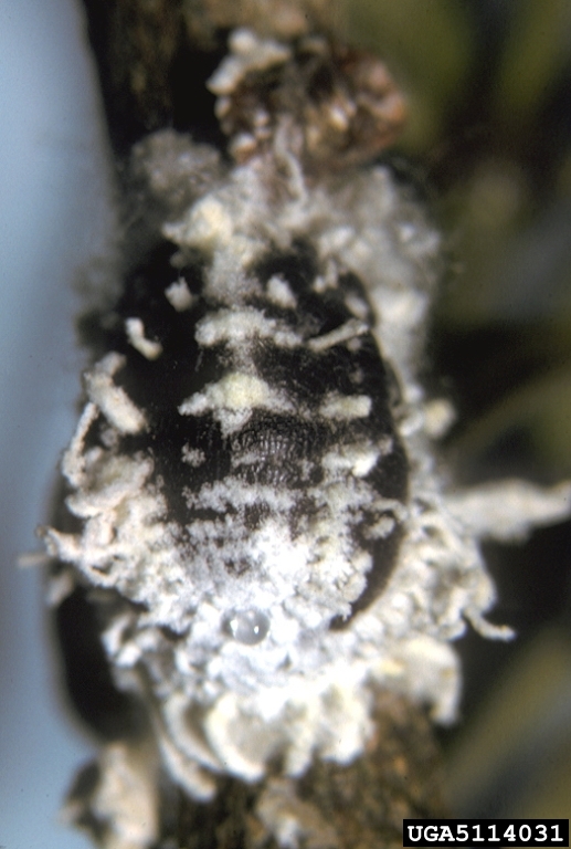 scale insect (Genus Crypticerya Cockerell)