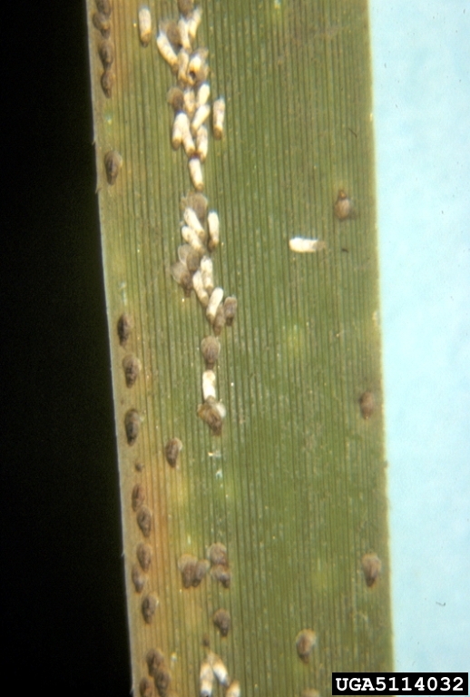 armored scale (Haliaspis spartinae Comstock, 1883)