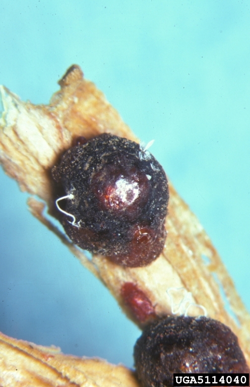 lac scales (Genus Tachardiella)