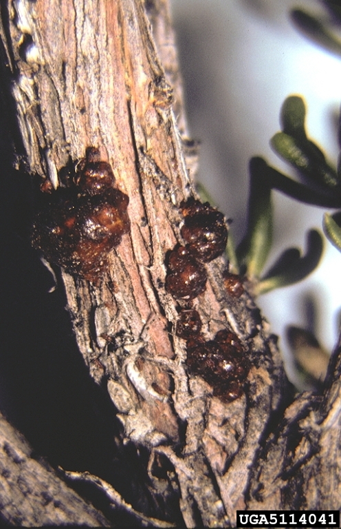 lac scales (Genus Tachardiella Cockerell, 1891)