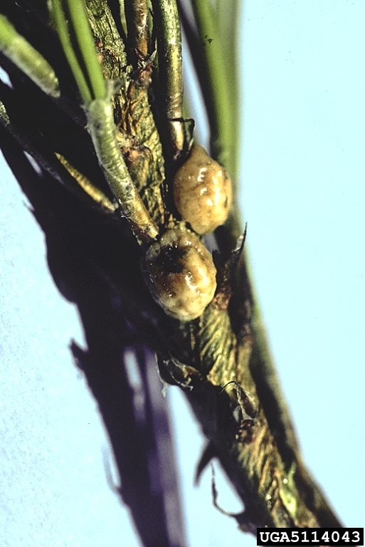 soft scales (Genus Toumeyella Cockerell, 1895)