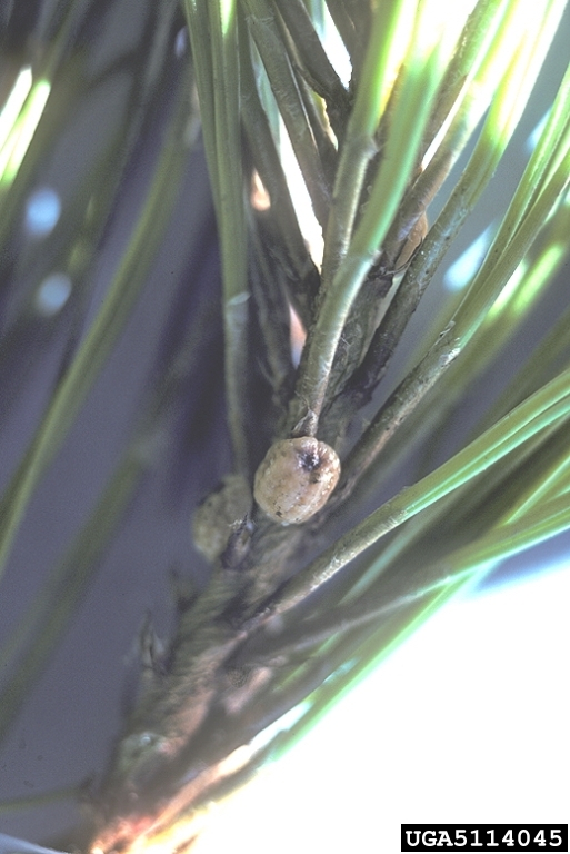 soft scales (Genus Toumeyella)