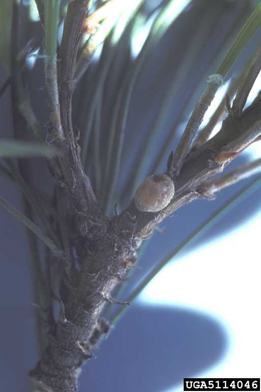 soft scales (Genus Toumeyella Cockerell, 1895)