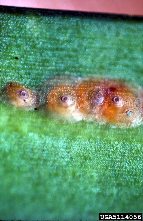 armored scale (Aonidiella taxus Leonardi, 1905)