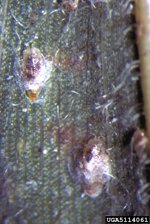 armored scale (Unachionaspis tenuis (Maskell))