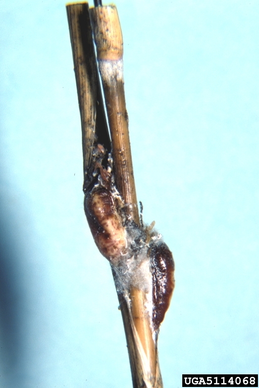 grass scale (Aclerda tokionis (Cockerell, 1896))