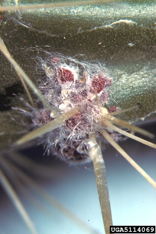 cochineal scale (Dactylopius tomentosus Lamarck, 1801)