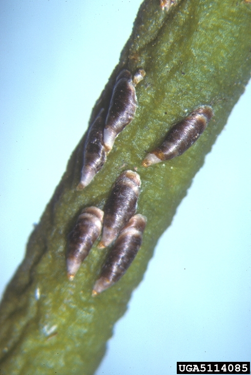 oystershell scale (Lepidosaphes ulmi (Linnaeus))