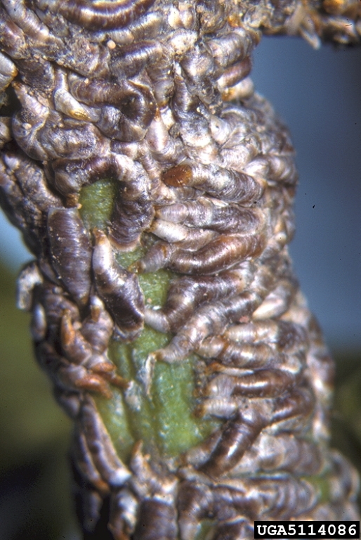 oystershell scale, Lepidosaphes ulmi (Hemiptera: Diaspididae) - 5114086