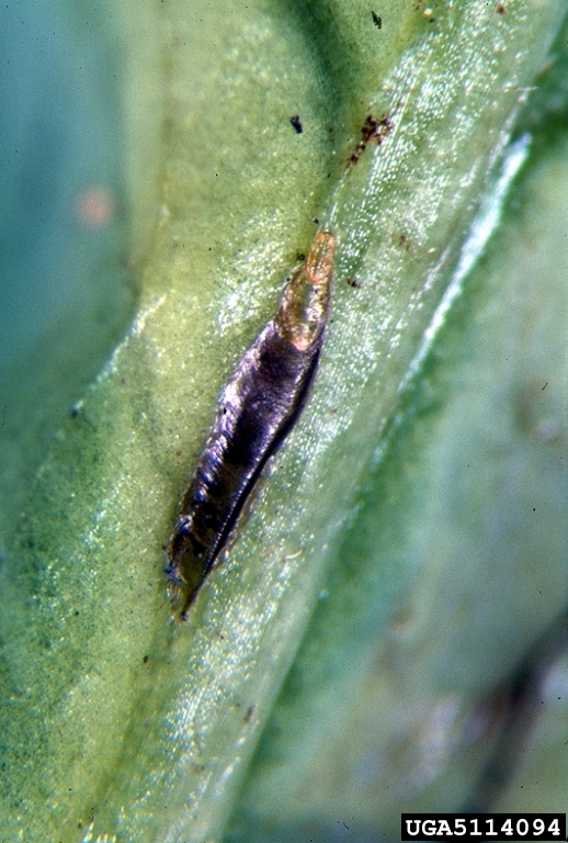 armored scales (Genus Velataspis)