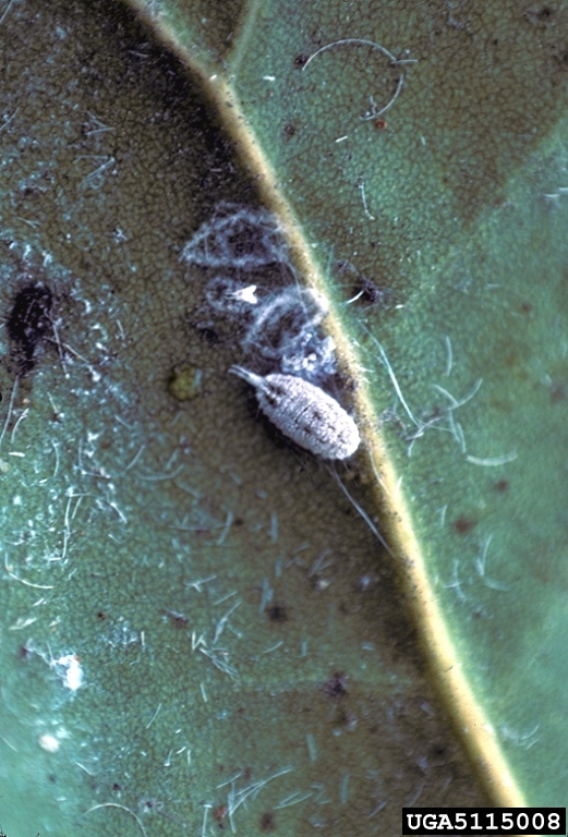 striped mealybug (Ferrisia virgata (Cockerell, 1893))
