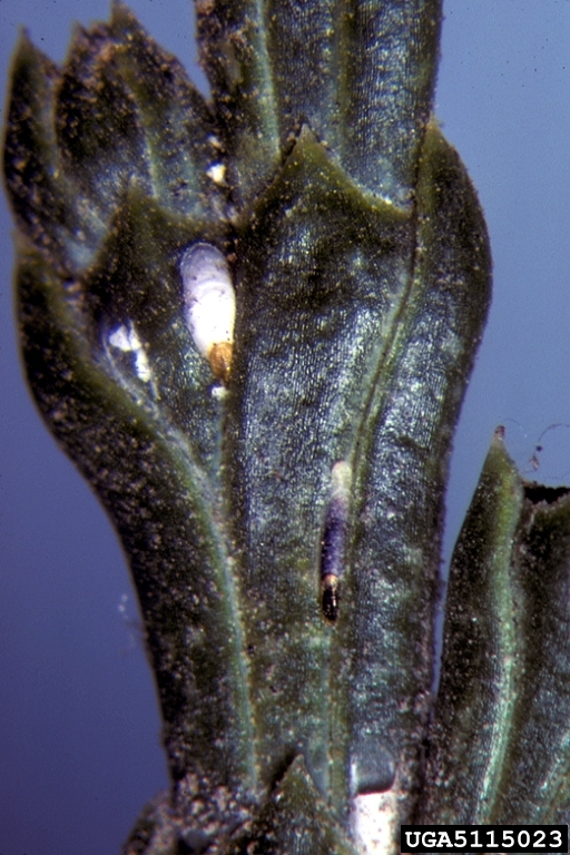 armored scale (Paracupidaspis wilkeyi Howell & Tippins, 1981)