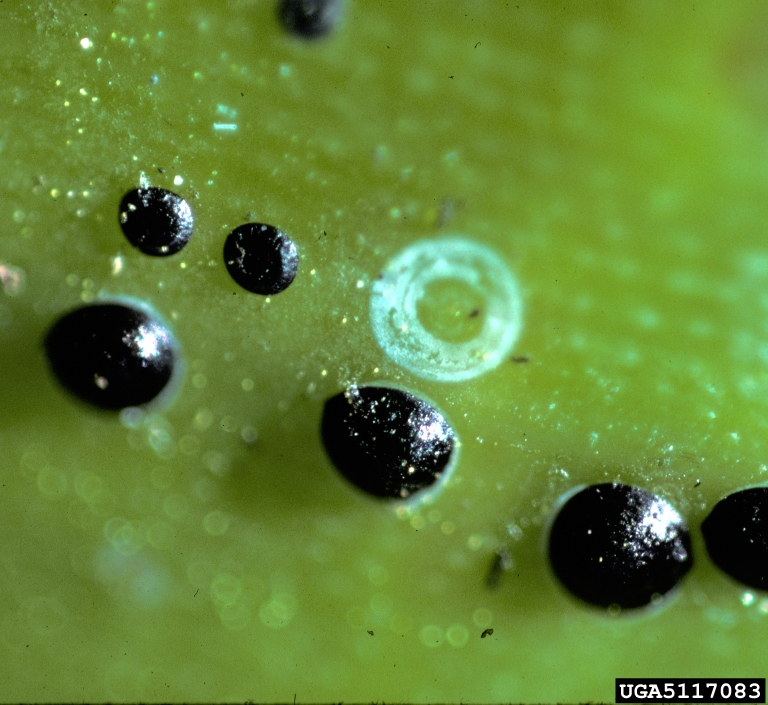 fly speck scale (Gymnaspis aechmeae)