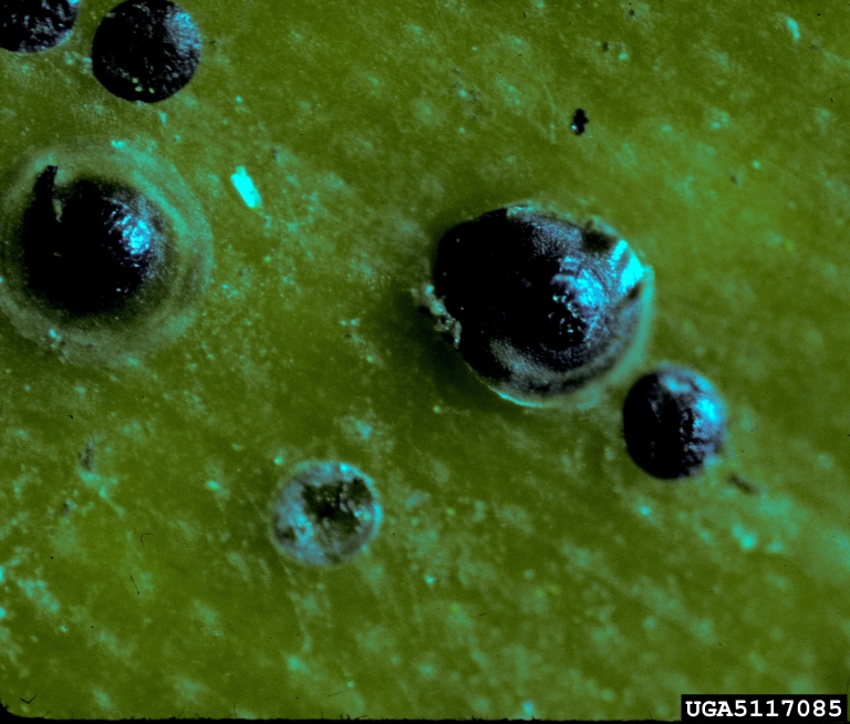 fly speck scale (Gymnaspis aechmeae Newstead, 1998)
