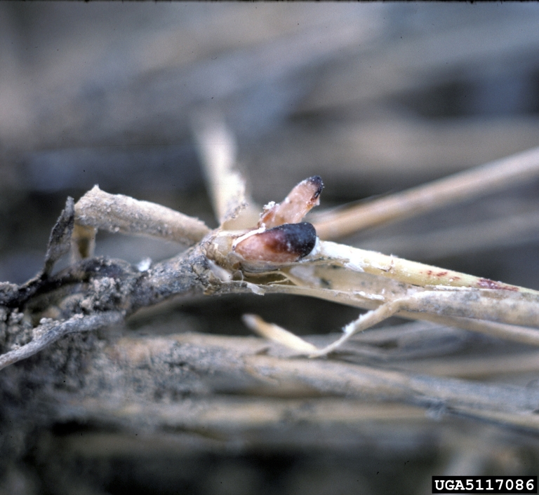 grass scale (Aclerda tokionis), Aclerda tokionis (Hemiptera: Aclerdidae ...