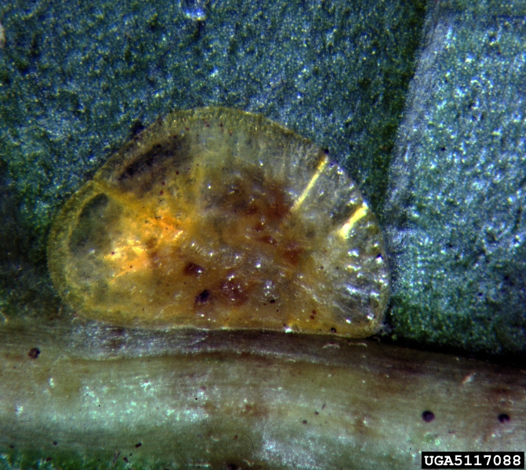 acuminate scale (Kilifia acuminata)