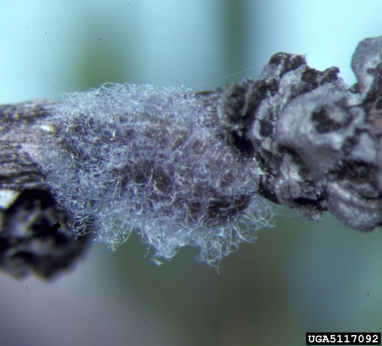 chamise eriococcin (Eriococcus adenstomae)