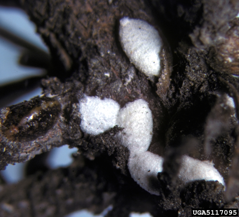 chamise eriococcin (Eriococcus adenstomae Ehrhorn)