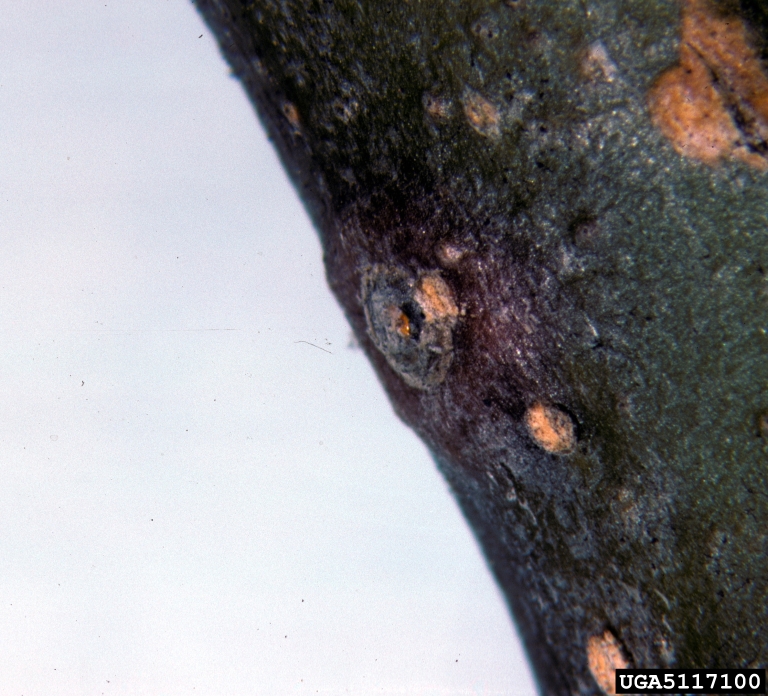 armored scale (Diaspidiotus aesculi)