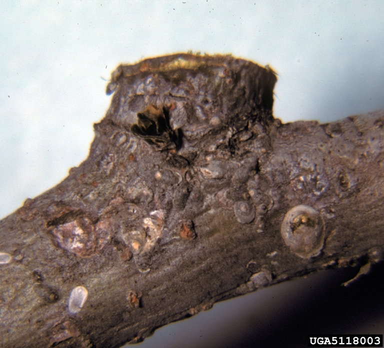 armored scale (Diaspidiotus aesculi Johnson, 1896)