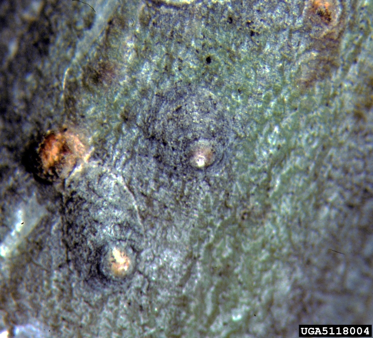 armored scale (Diaspidiotus aesculi)