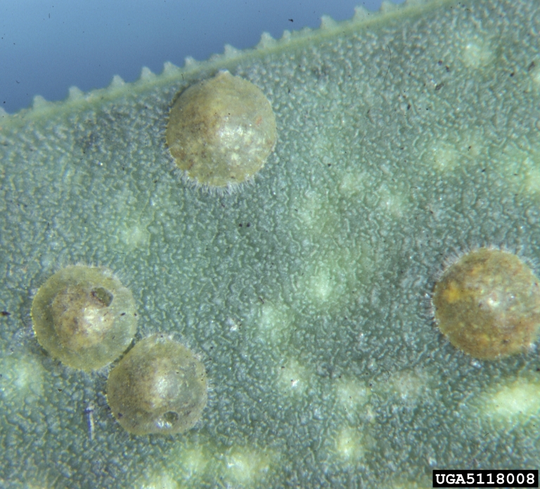 agave pit scale (Asterolecanium agavis Russell, 1941)