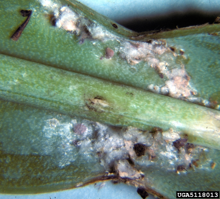 agave pit scale (Asterolecanium agavis)
