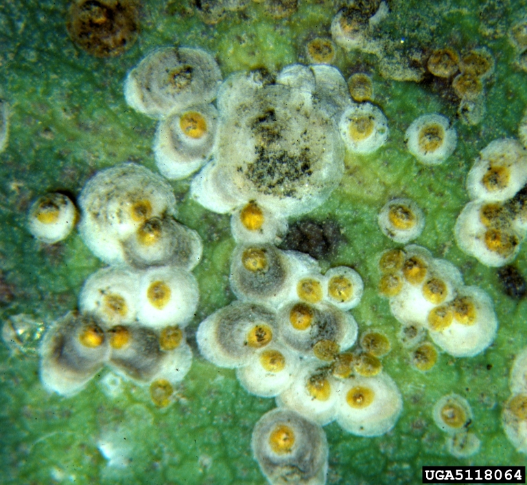 armored scale (Aspidaspis arctostaphyli)