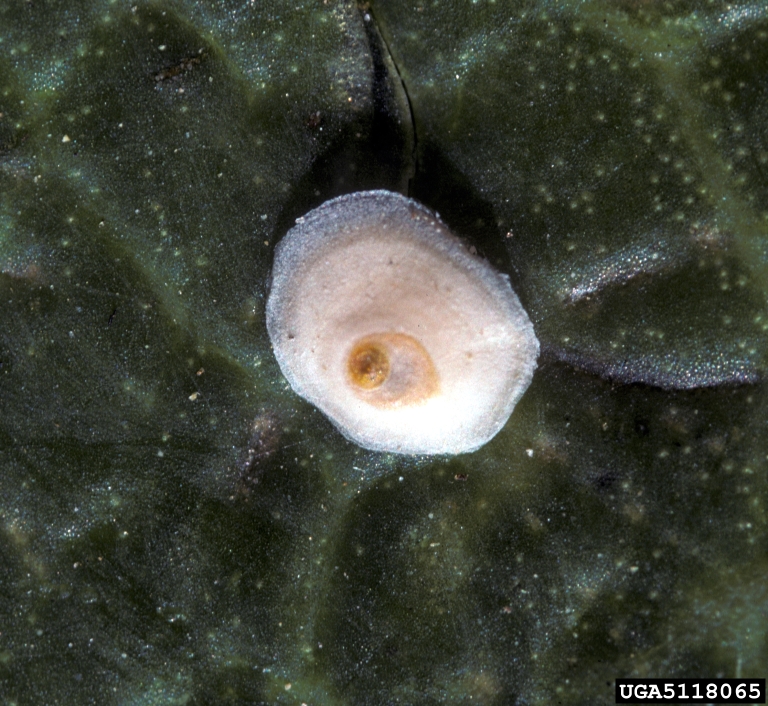 armored scale (Aspidaspis arctostaphyli)