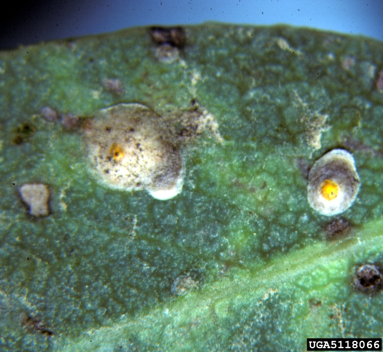 armored scale (Aspidaspis arctostaphyli Cockerell & Robbins, 1909)