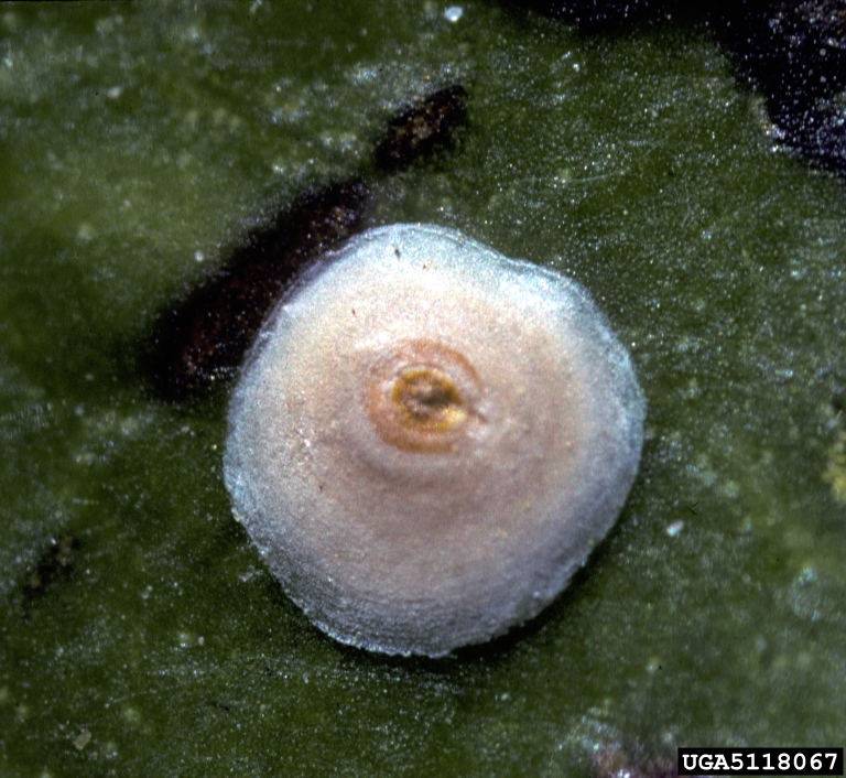 armored scale (Aspidaspis arctostaphyli)