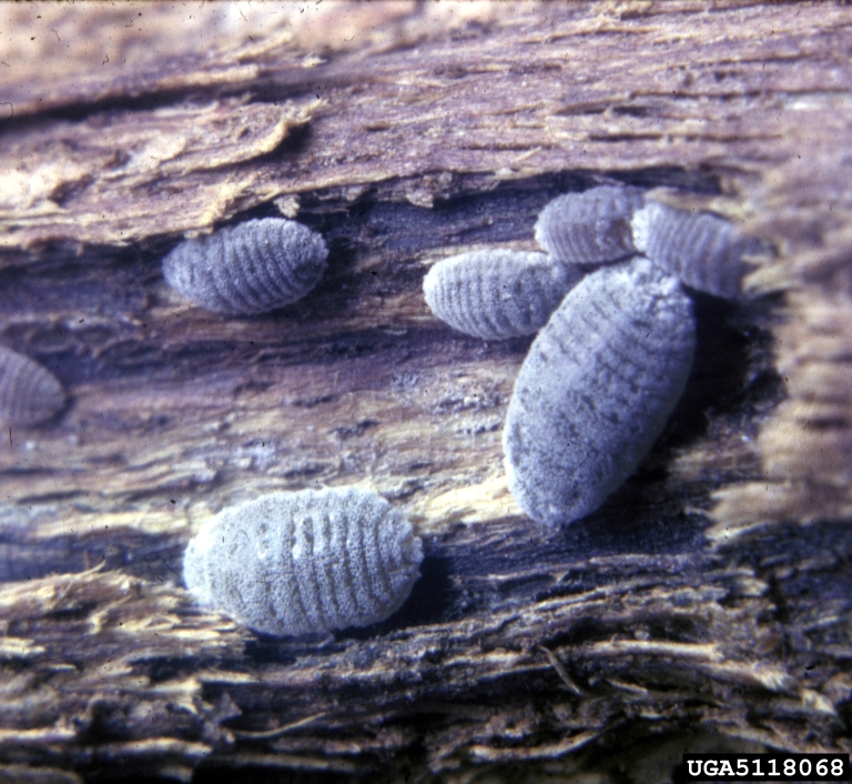 mealybug (Phenacoccus artemisiae Ehrhorn, 1900)