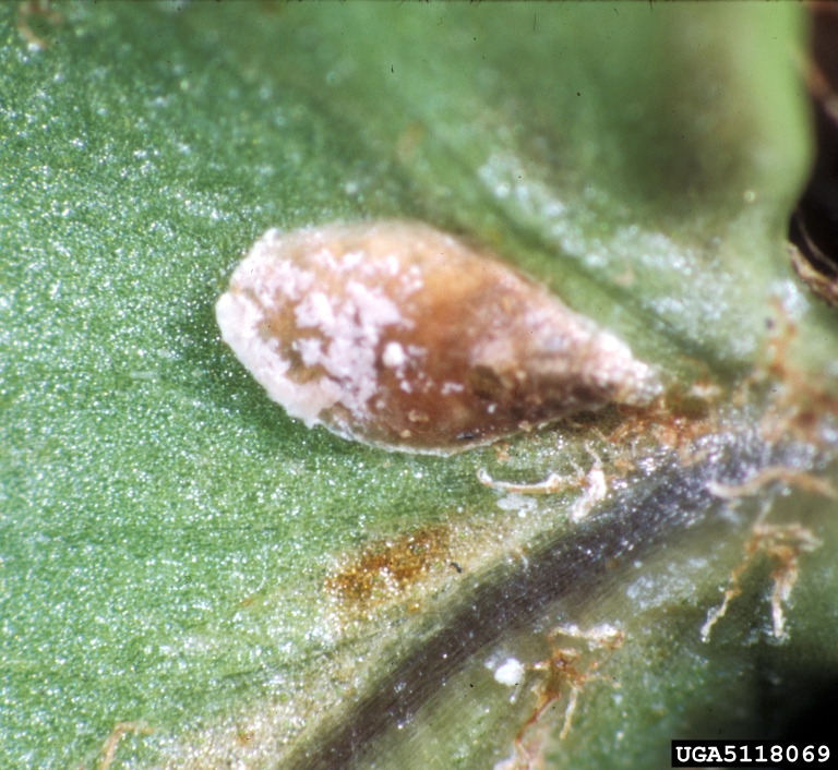 fern scale (Pinnaspis aspidistrae)