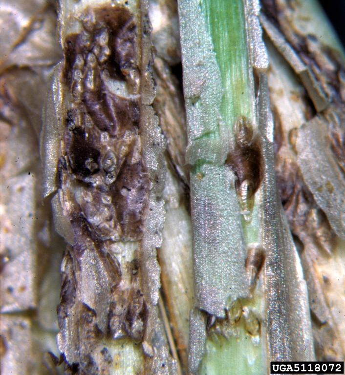 fern scale (Pinnaspis aspidistrae (Signoret))