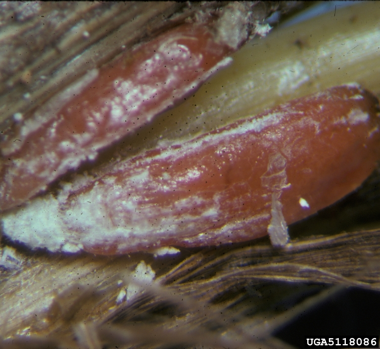 grass scales (Genus Aclerda Signoret, 1874)