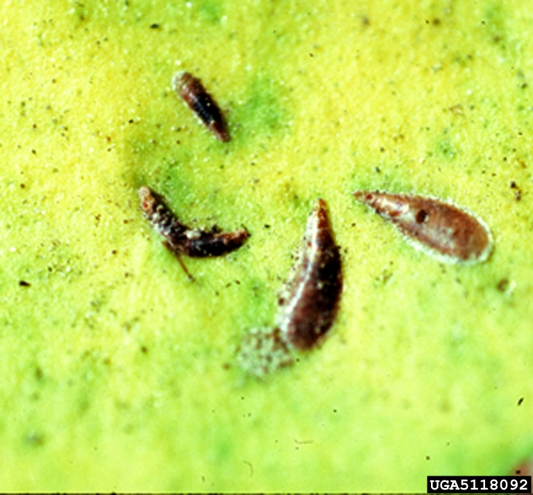 purple scale (Lepidosaphes beckii (Newman))