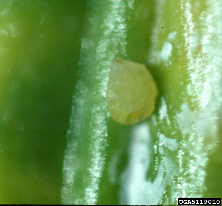 red orchid scale (Furcaspis biformis)