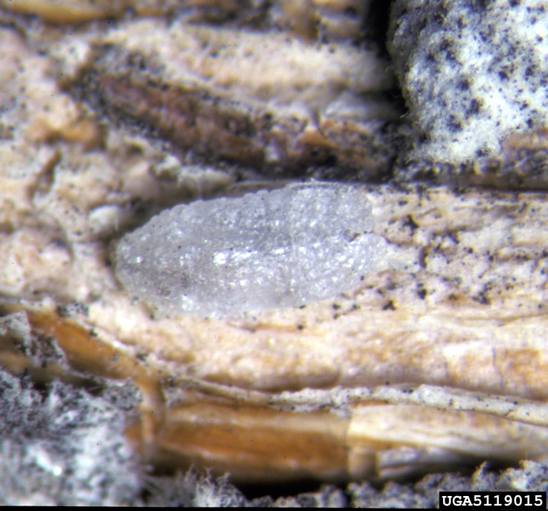 wax scale (Pulvinaria bigeloviae Cockerell, 1893)