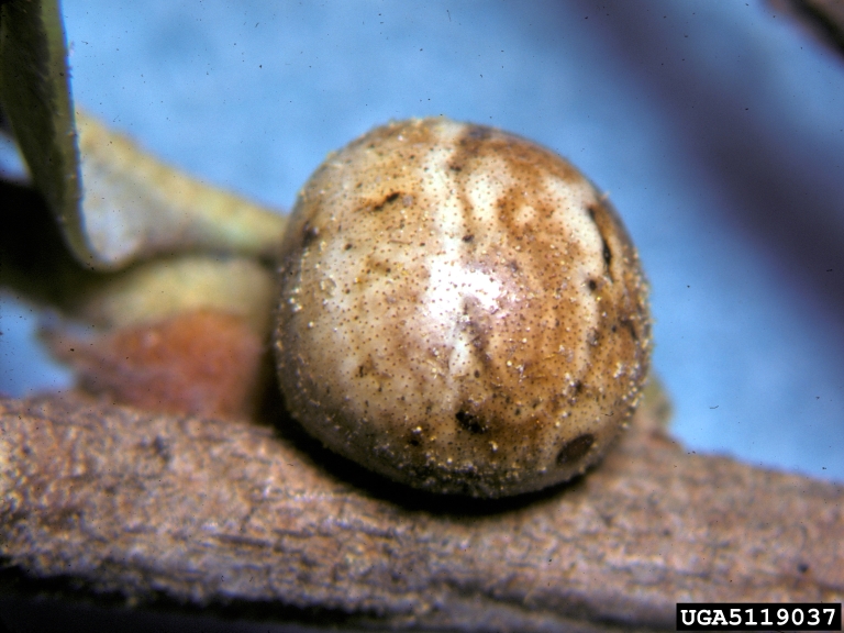 kermes scale (Allokermes brangiani (King, 1914))