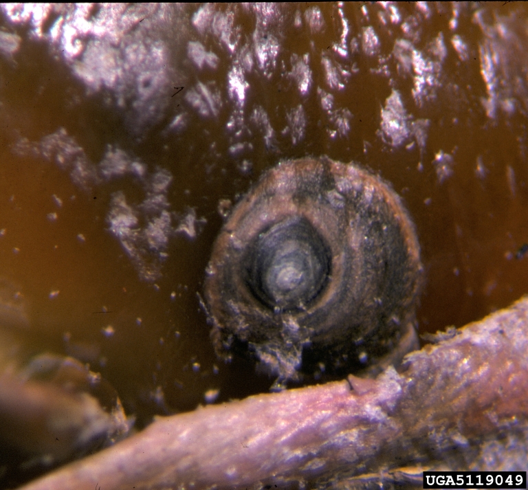 brown pineapple scale (Melanaspis bromiliae (Leonardi))