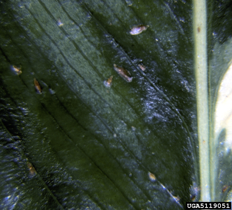 coconut scale (Pinnaspis buxi)
