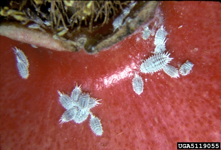citrophilus mealybug (Pseudococcus calceolariae)