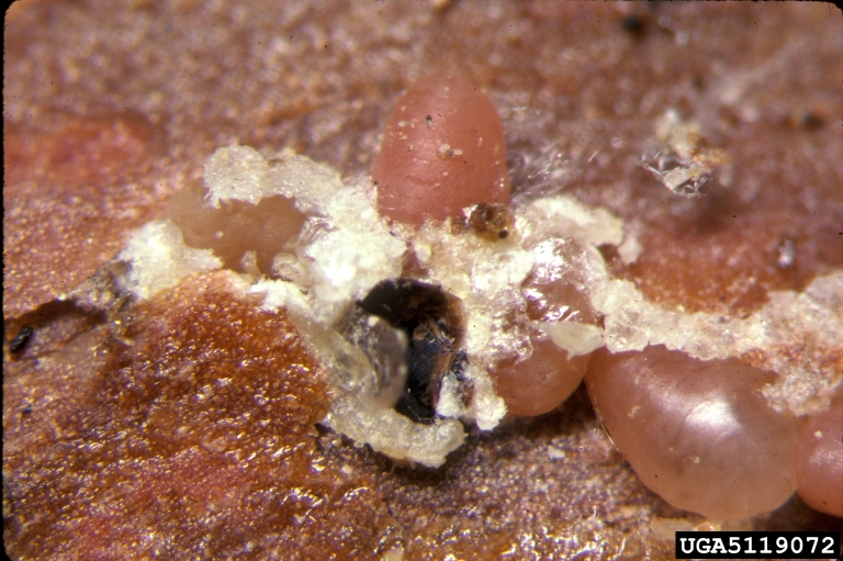 giant coccids (Desmococcus captivus)